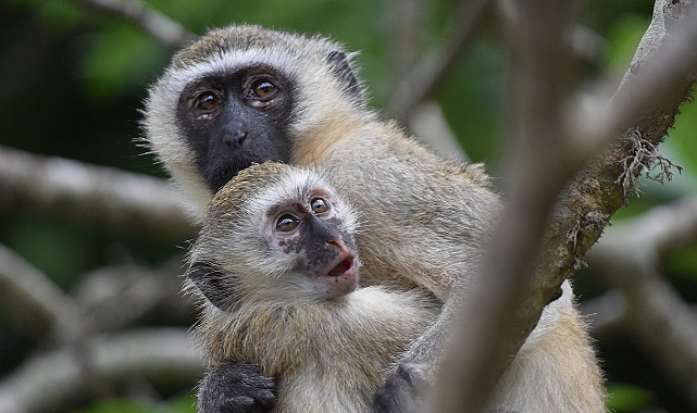 Sint Maarten' da 450 maymun (İNSAN) ekosisteme zarar verdiği için ...