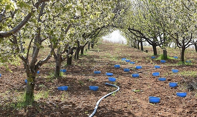 "Mavi leğen" ile hem meyve ağaçlarını hem de bal arılarını koruyor ...
